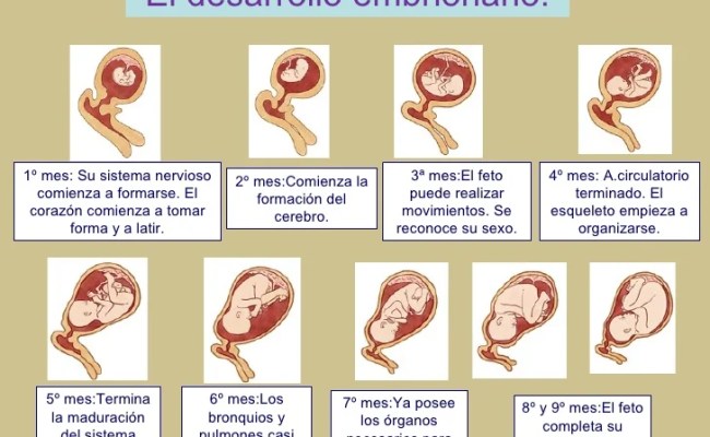 Etapas De La Reproduccion Humana Desde Fecundacion Hasta El Parto