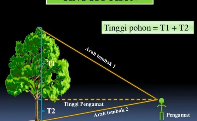 Menghitung Tinggi Pohon Pakai Rumus Trigonometri Otosection