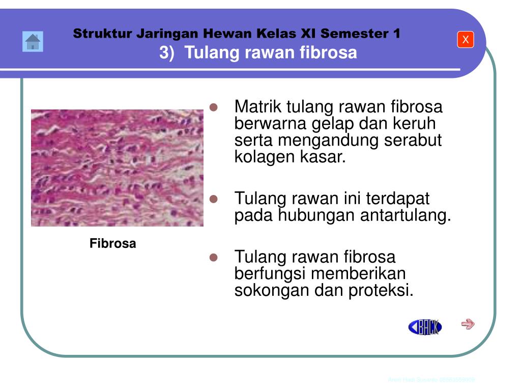 Matriks Tulang Rawan Sinau