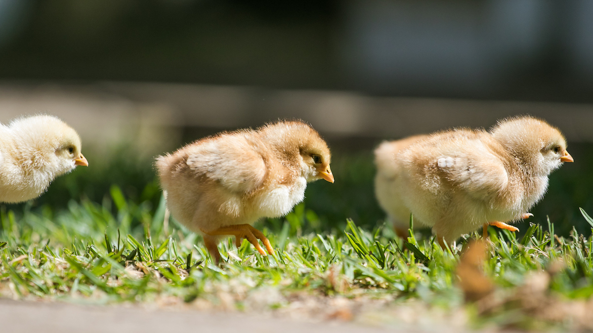 10 Amazing Ways Of Sexing Chickens How To Tell A Rooster From A Hen