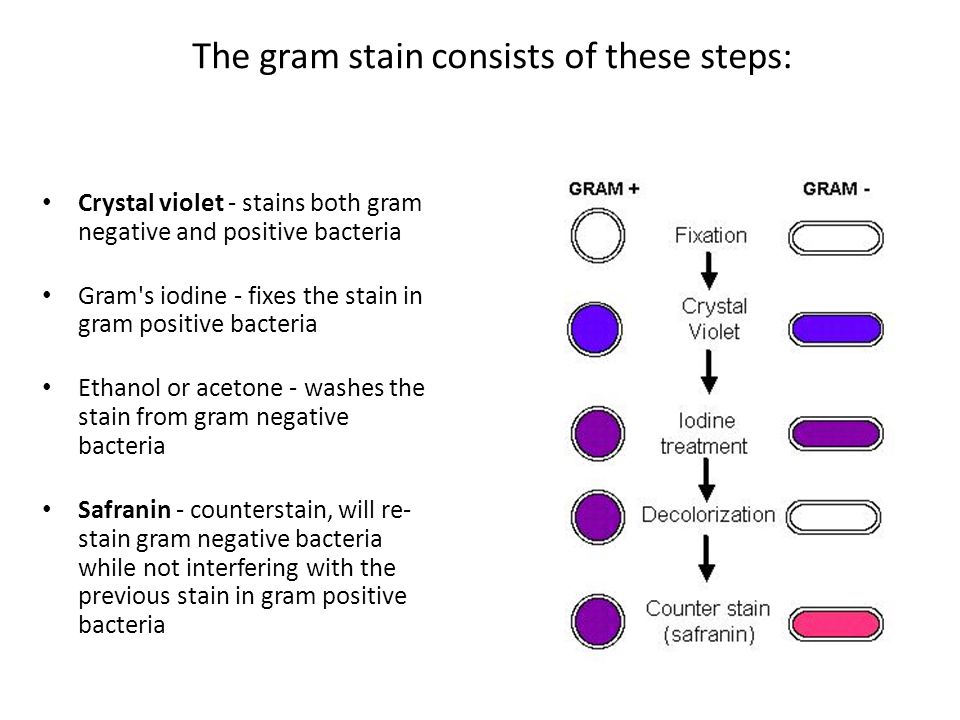 Gram Staining Cynthialearnsthings