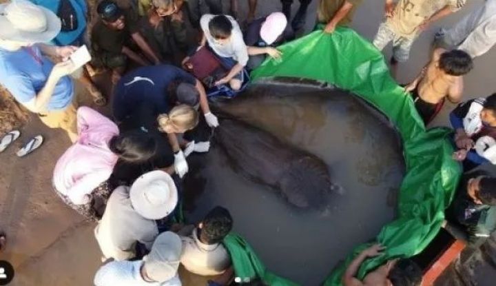 Gambar Ikan Pari Raksasa Mengenal Pari Manta Ikan Pari Terbesar Di