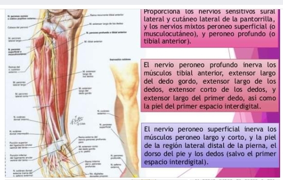 Marcha Equina Fisiopatología Del Signo Clínico Immanere