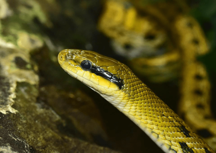 O Que Significa Sonhar Com Cobra Verde Me Matando Interpretação De