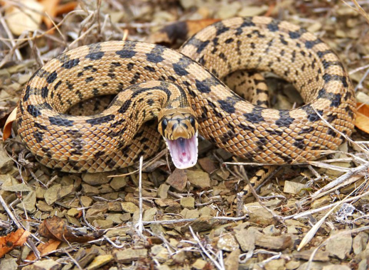 O Que Significa Sonhar Com Cobra Verde Me Matando Interpretação De