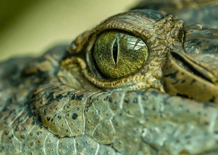 O Que Significa Sonhar Com Cobra Verde Me Matando Interpretação De