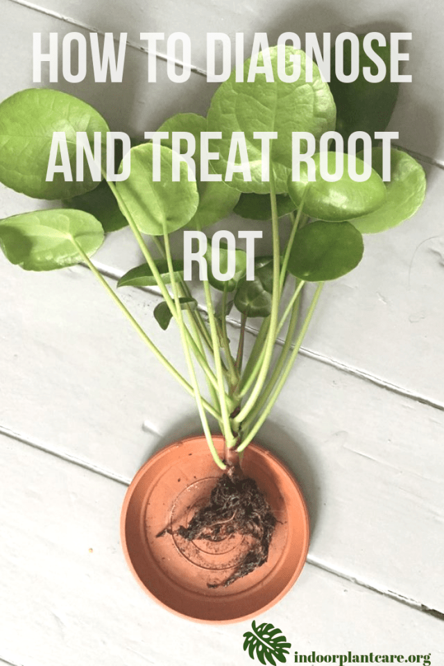 How To Treat Root Rot In Houseplants Indoor Plant Care