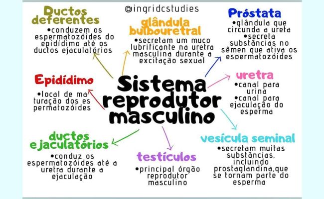 Sistema Reprodutor Resumos E Mapas Mentais Infinittus