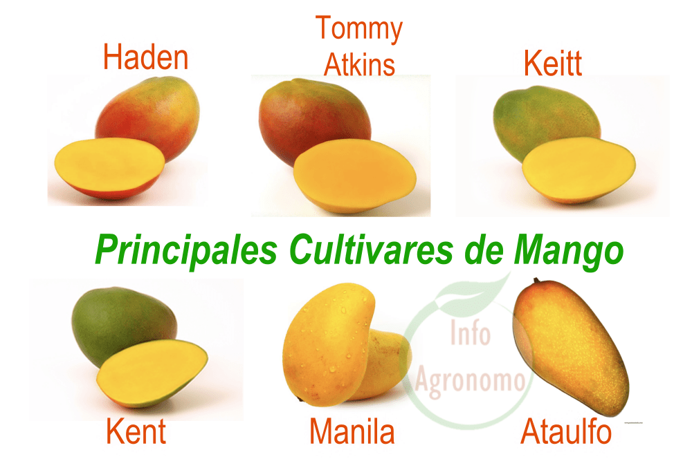 Descripción De Los Cultivares De Mango Infoagronomo