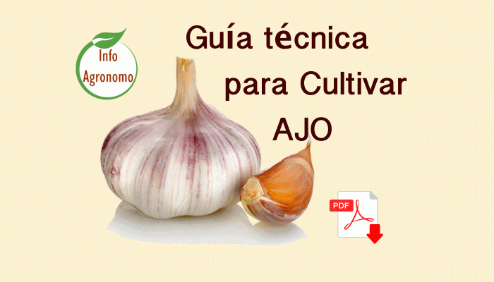 Guía Técnica Para El Cultivo De Ajo Infoagronomo