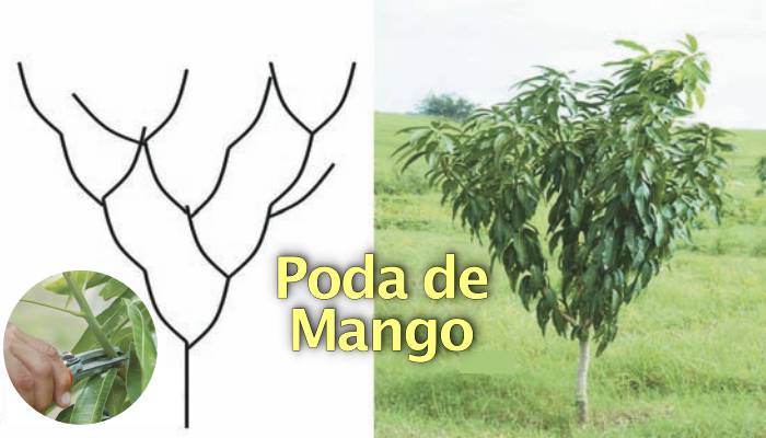 Poda De Mango Guía Paso A Paso Pdf Infoagronomo