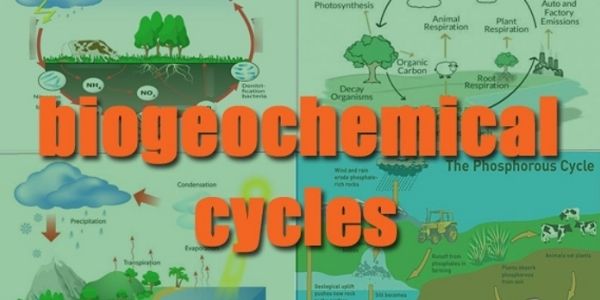 Biogeochemical Cycles What Is Define Diagram And Notes