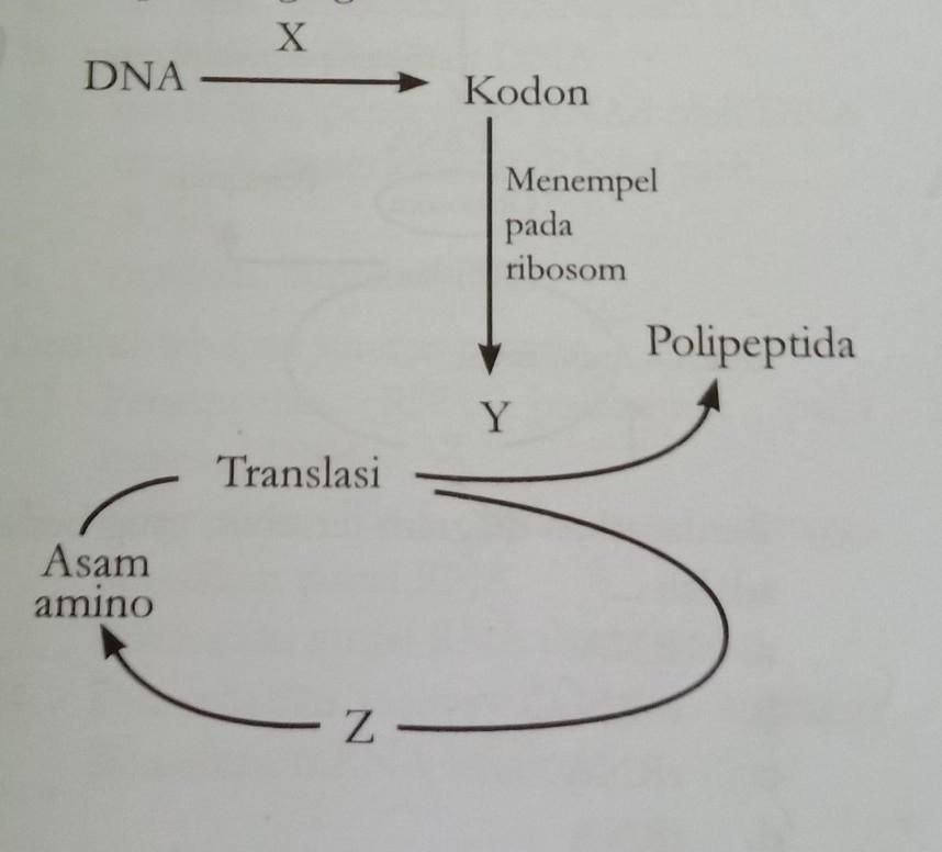 Gambar Diagram Sintesis Protein Sinau