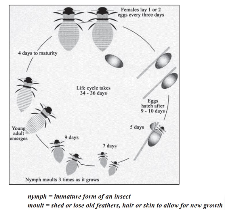 The Diagram Shows The Life Cycle Of The Honey Bee Ac Writing Task 1