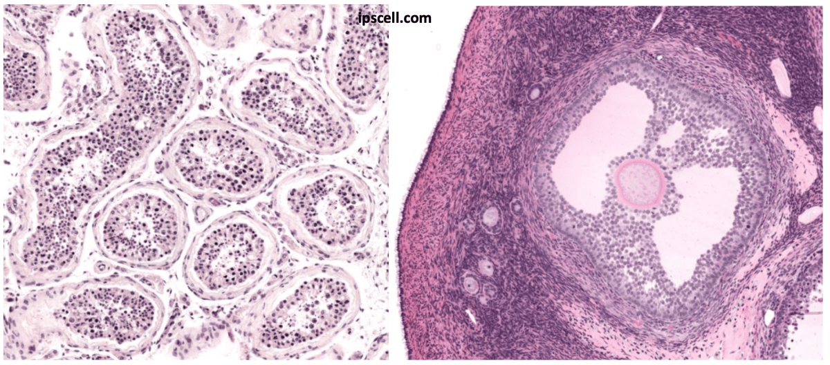 Germ Or Sex Cells Dna Content Research Clinical Applications The Niche