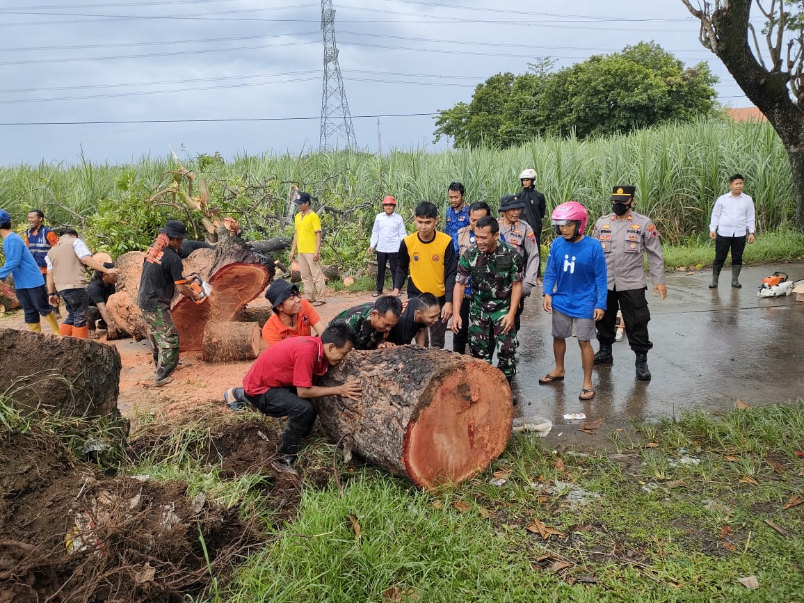 Hujan Disertai Angin Akibatkan Pohon Tumbang Dan Listrik Padam Di