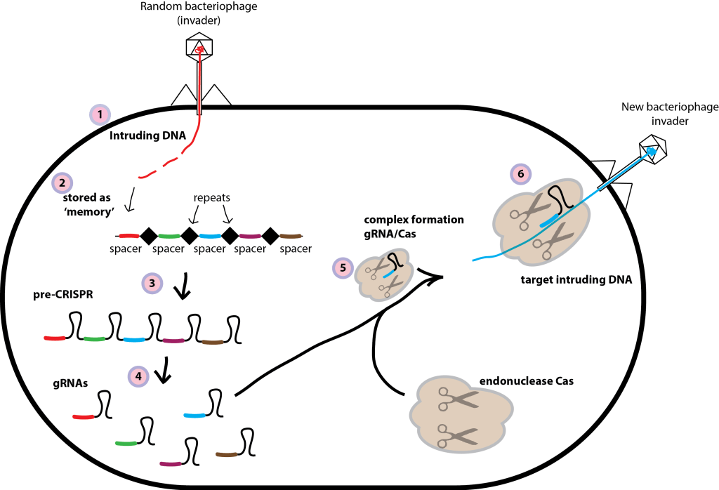 Crispr Cas9 Explained Simply A Powerful Dna Cutter Ivory Embassy