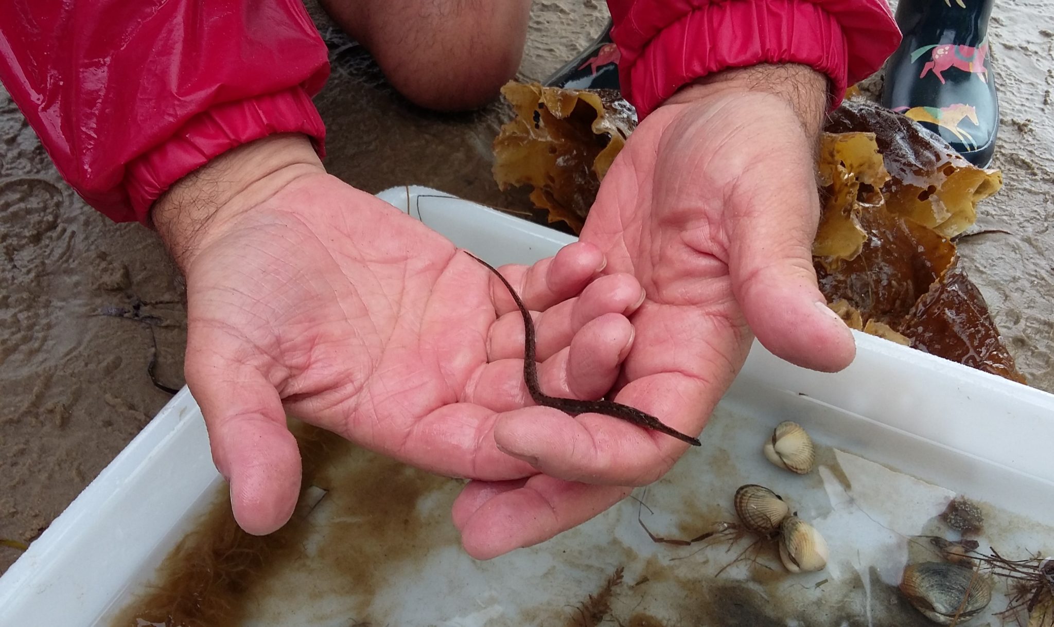 Isle Of Wight Natural History And Archaeological Society Recording