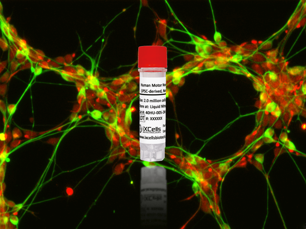 Human Motor Neurons Ipsc Derived Normal Ixcells