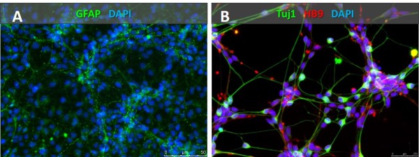 Human Neural Stem Cells Ipsc Derived Normal Ixcells