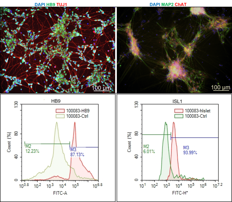 Human Motor Neurons Ipsc Derived Normal Ixcells