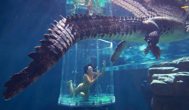 Cage Of Death Crocosaurus Cove Crocodile Park Darwin Australia