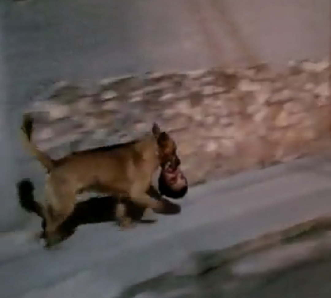 Video Perro Se Pasea Con Una Cabeza Humana En Zacatecas Jalisco Rojo