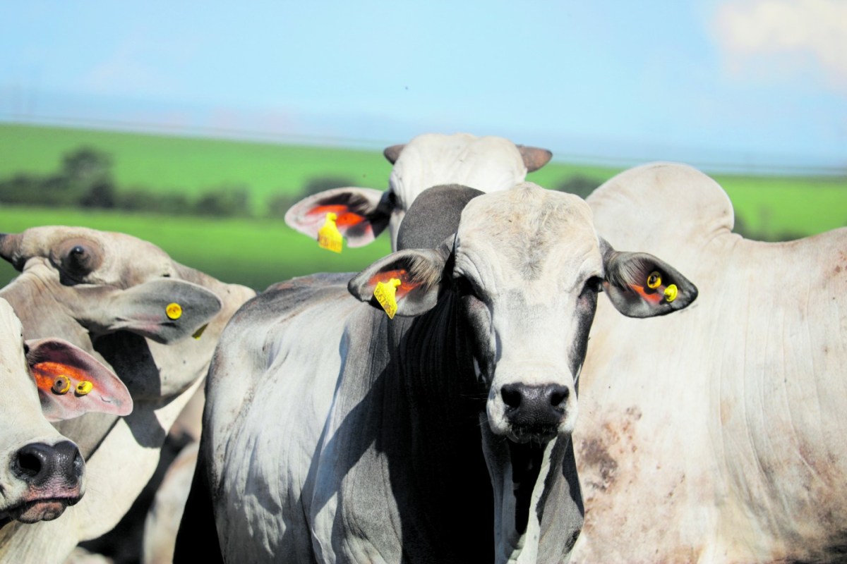 Exportador De Carne Bovina Do Brasil Vê Recorde Em 2020 Apesar De