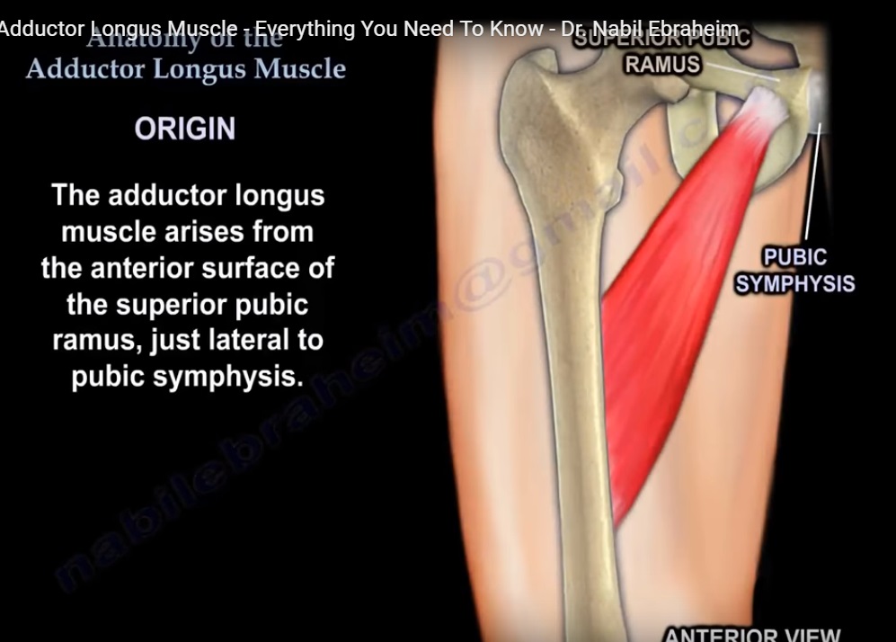 Groin Muscle Anatomy Hip Muscle Strains Info Florida Orthopaedic