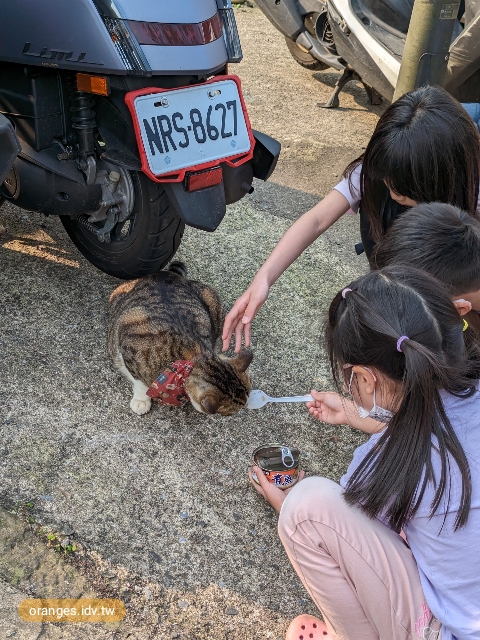 【新北瑞芳】猴硐貓村，小小橘十歲了~ 橘子也有部落格 橘子也有部落格