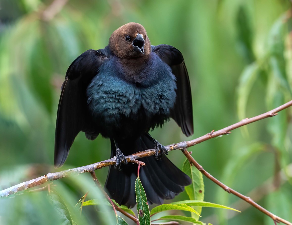 Brown Headed Cowbird Oregon Birding Association