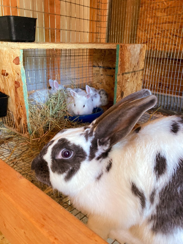 What Breeds Of Rabbits Are Best For Raising Meat Our Future Homestead