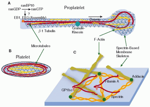 Megakaryocyte Structure And Platelet Biogenesis Oncohema Key