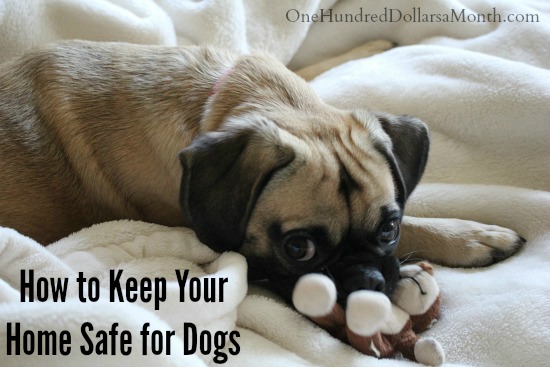 How To Keep Your Home Safe For Dogs One Hundred Dollars A Month