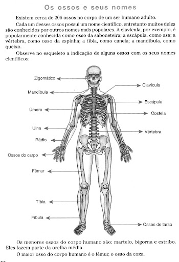 Sistema Esqueletico Para Colorear Body Bones Human Sk