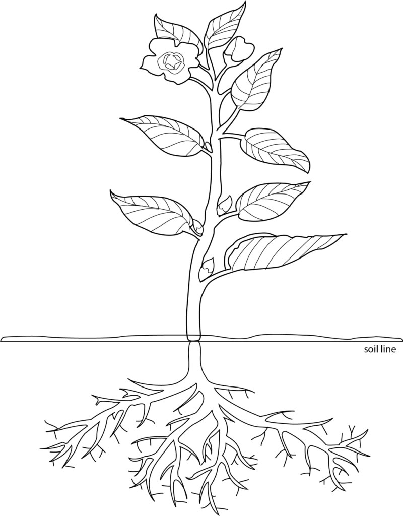 40 Desenhos De Plantas Para Colorir E Imprimir Online Cursos Gratuitos