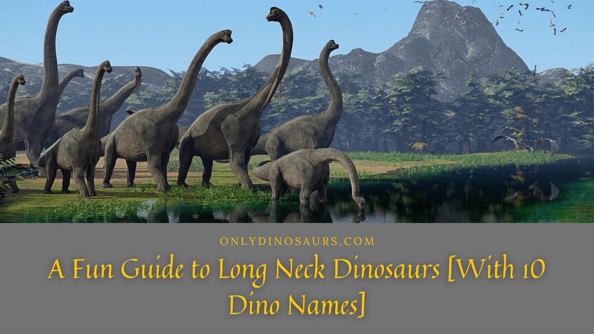 A Fun Guide To Long Neck Dinosaurs With 10 Dino Names