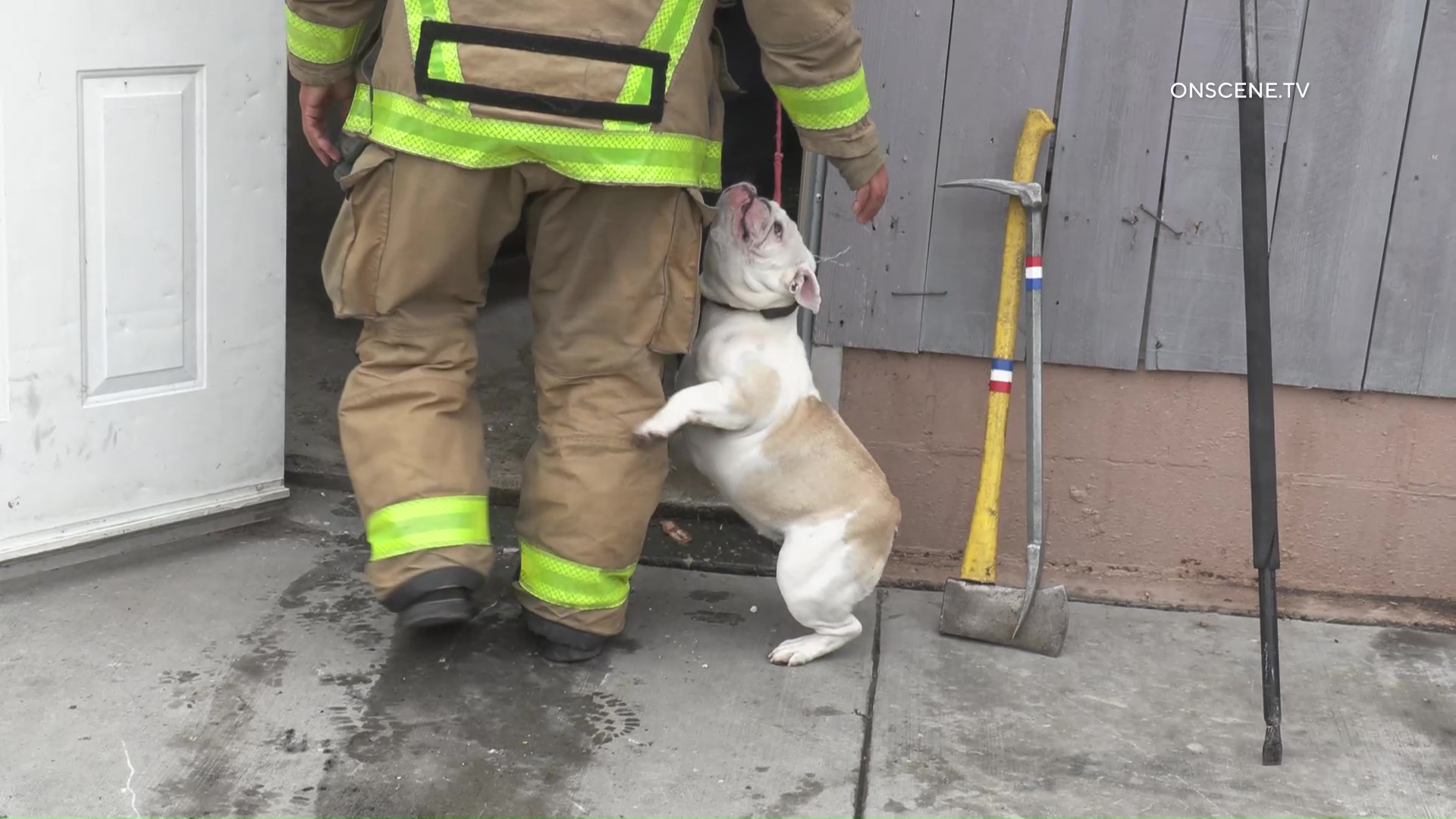 Firefighters Save Dog And Four People Displaced In House Fire San Diego