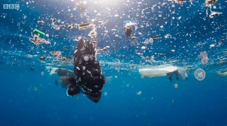 By 2050 The Ocean Is Expected To Contain More Plastic Than Fish