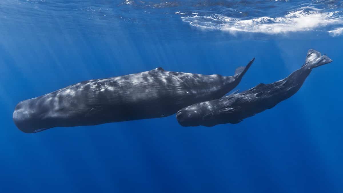 Sperm Whale Vs Blue Whale Main Differences Ocean Info