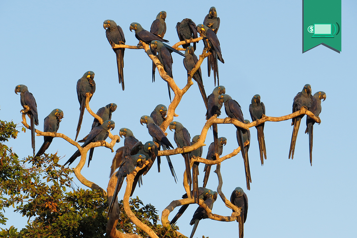 Fogo No Pantanal Ameaça Um Dos Maiores Santuários Da Arara Azul Oeco