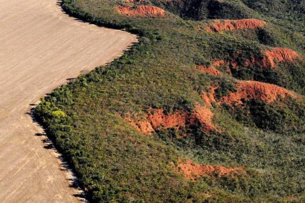 Alertas De Desmatamento Na Amazônia Têm Queda De 61 Em Janeiro Oeco