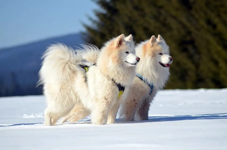 55 Samoyed Vs Husky Size L2sanpiero