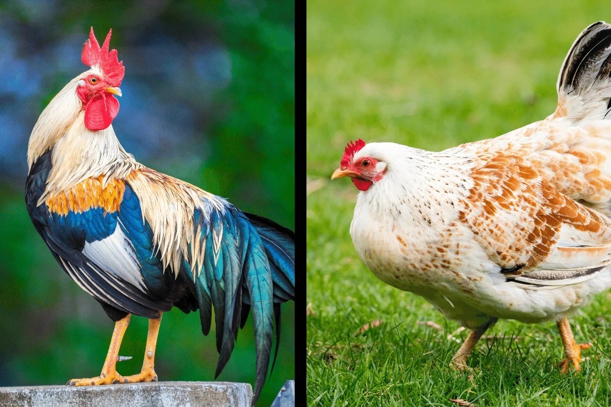 How To Tell The Difference Between A Hen And A Rooster Love From Our