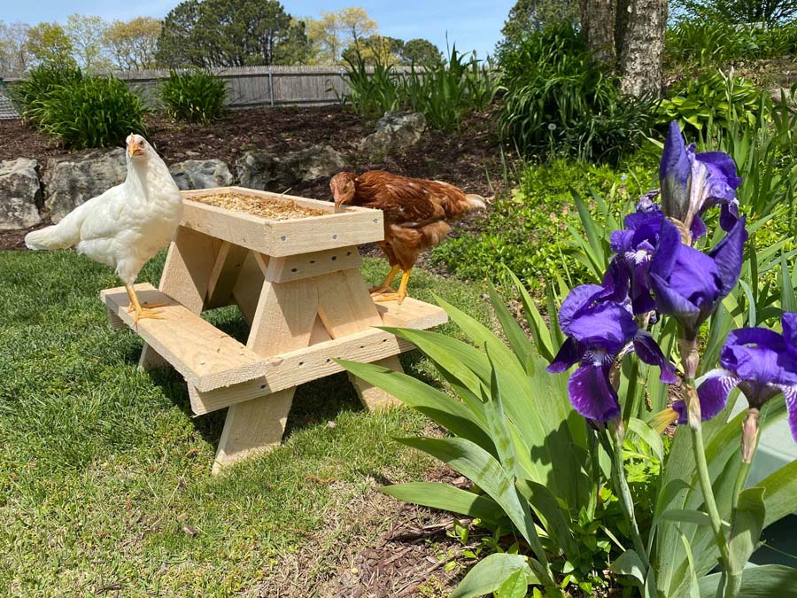 Home Mother Cluckin Chicken Coops