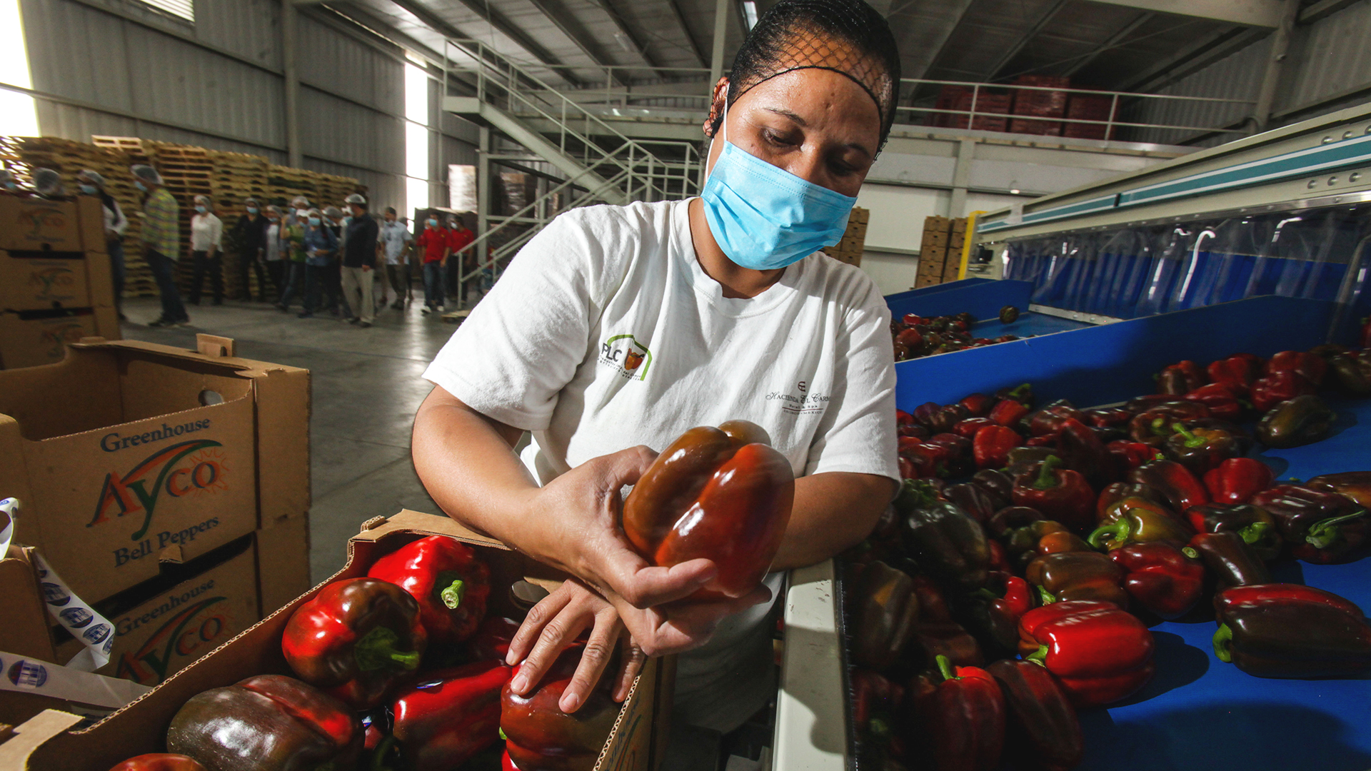 Exportaciones Agroalimentarias De México Rompieron Récord En 2021