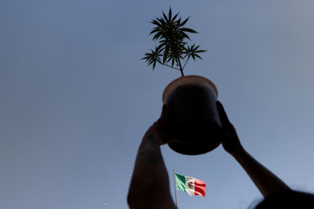 México Aprueba Proyecto De Ley De Cannabis Histórico