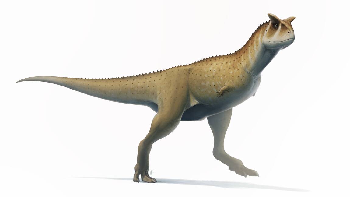 Dinosaurio Carnívoro Con Diminutos Brazos Hallazgo En Argentina