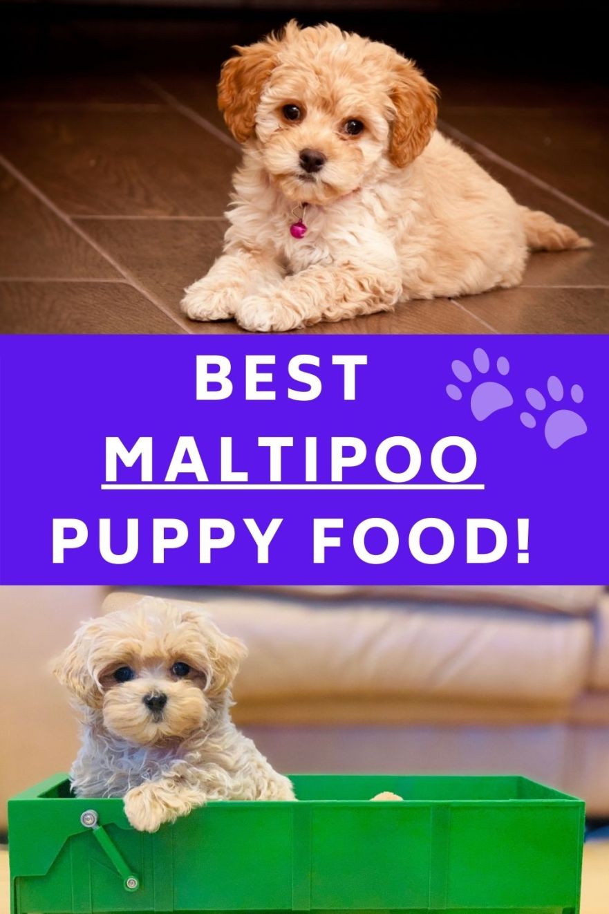 The Best Maltipoo Puppy Food 2024 Tested And Tried