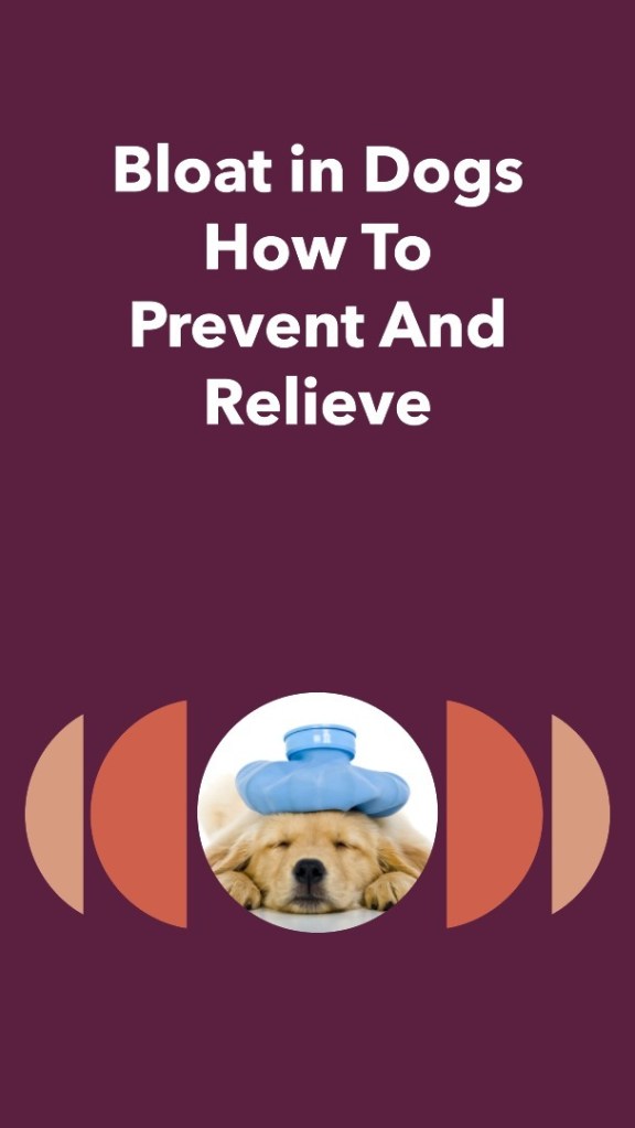 Bloat In Dogs How To Prevent And Relieve Labradoodle Home